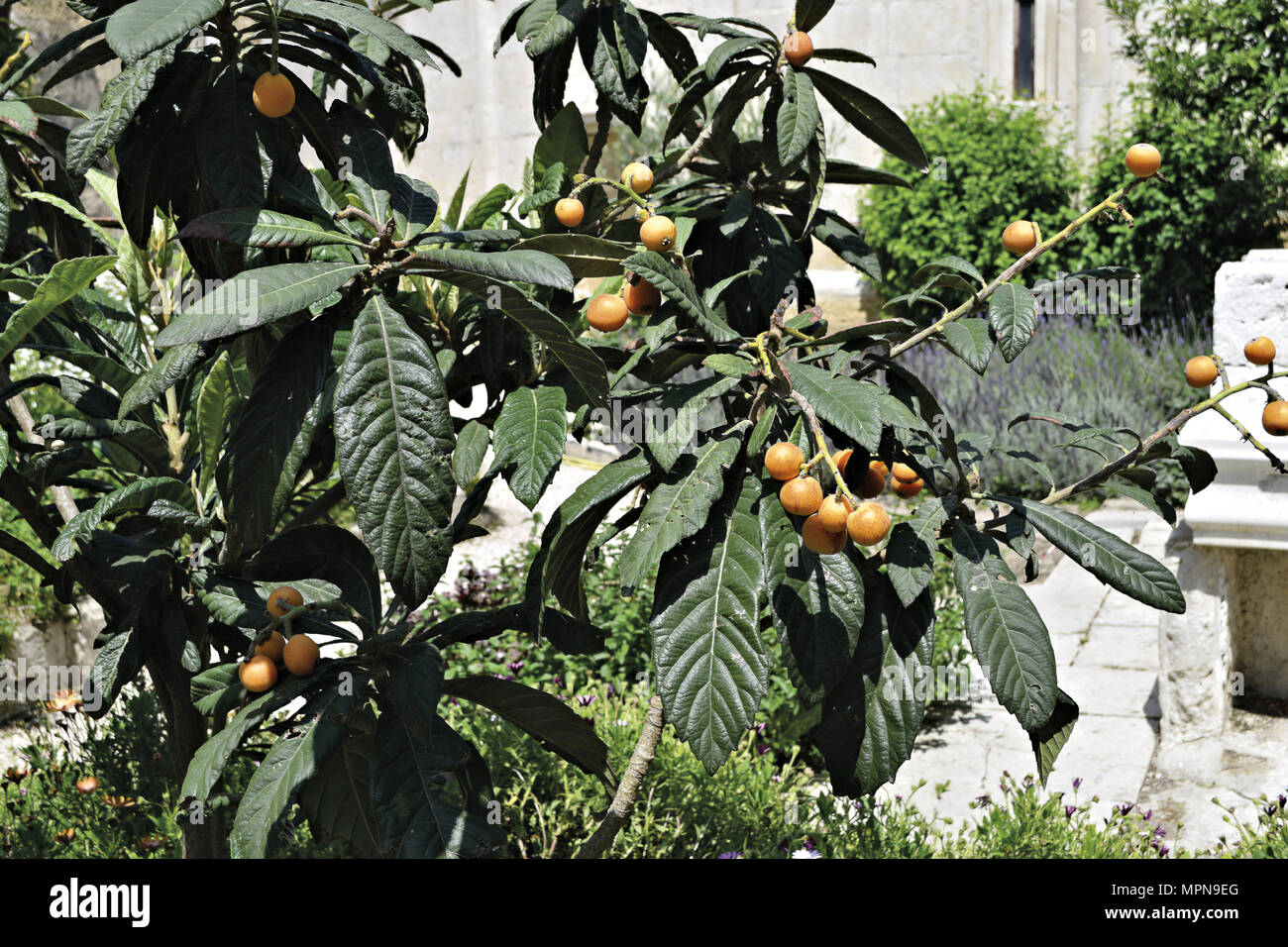 Chinese mandarin kumquat plant and fruit medlar branch with fruits 2 ...