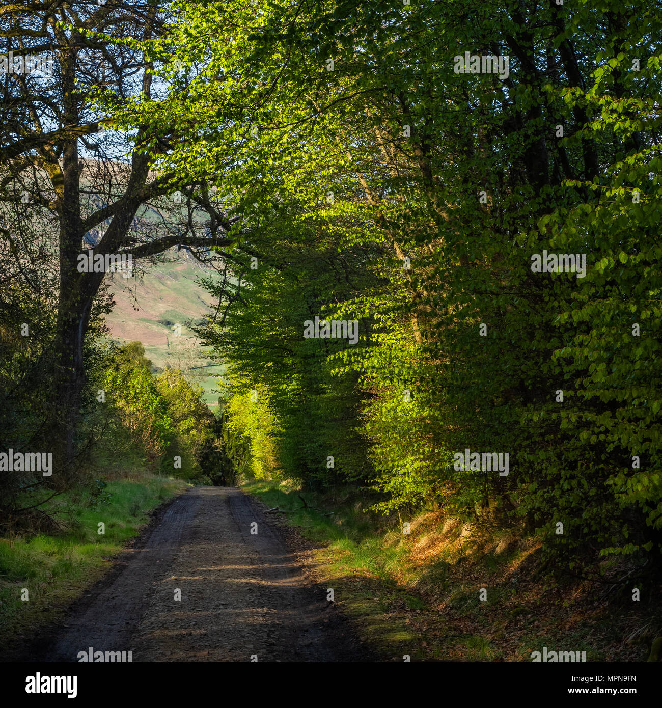 A path or road through the woods in early springtime Stock Photo - Alamy