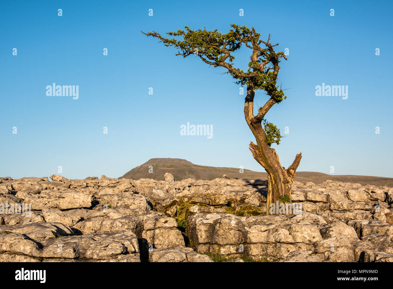 A lone tree amonst limestone pavement on Twistleton Scar above the ...