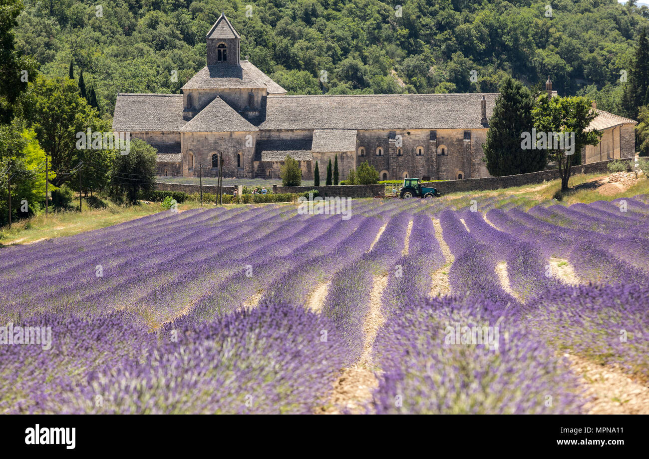 Senanque Abbey or Abbaye Notre-Dame de Senanque with lavender field in ...
