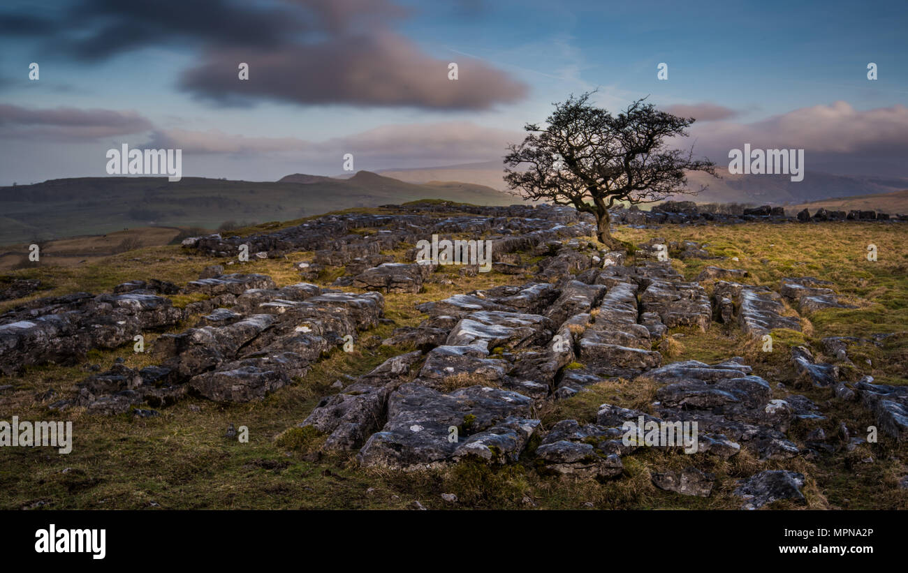 A lone tree amonst limestone pavement on the hills above the village of ...