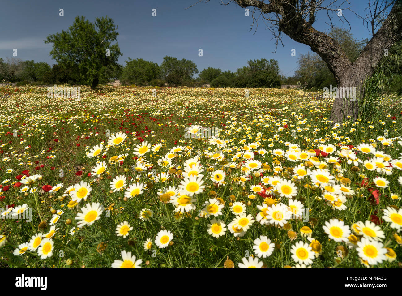 Fruhlingsblumen hi-res stock photography and images - Alamy
