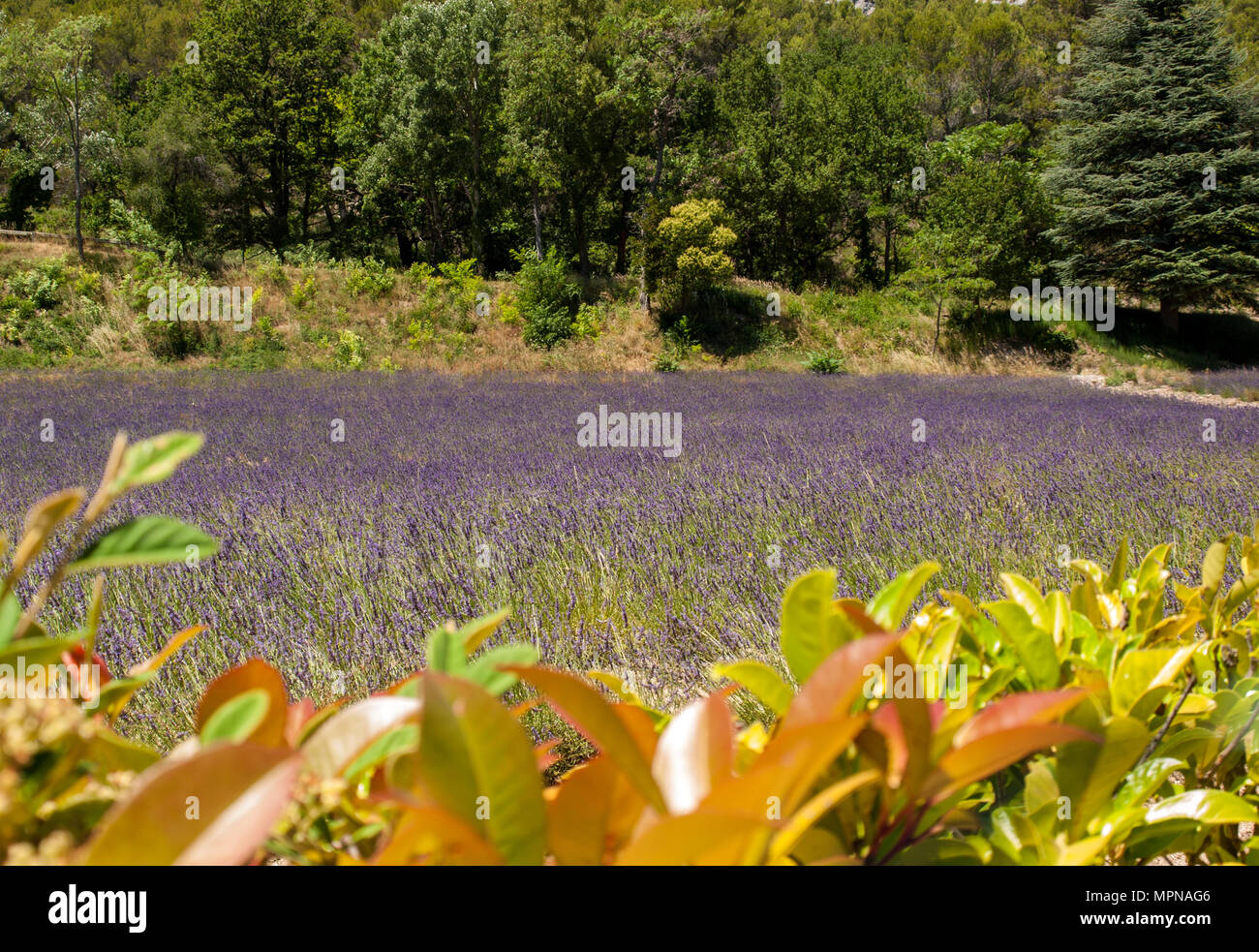 Lavender field near Sault in Provence, France Stock Photo - Alamy