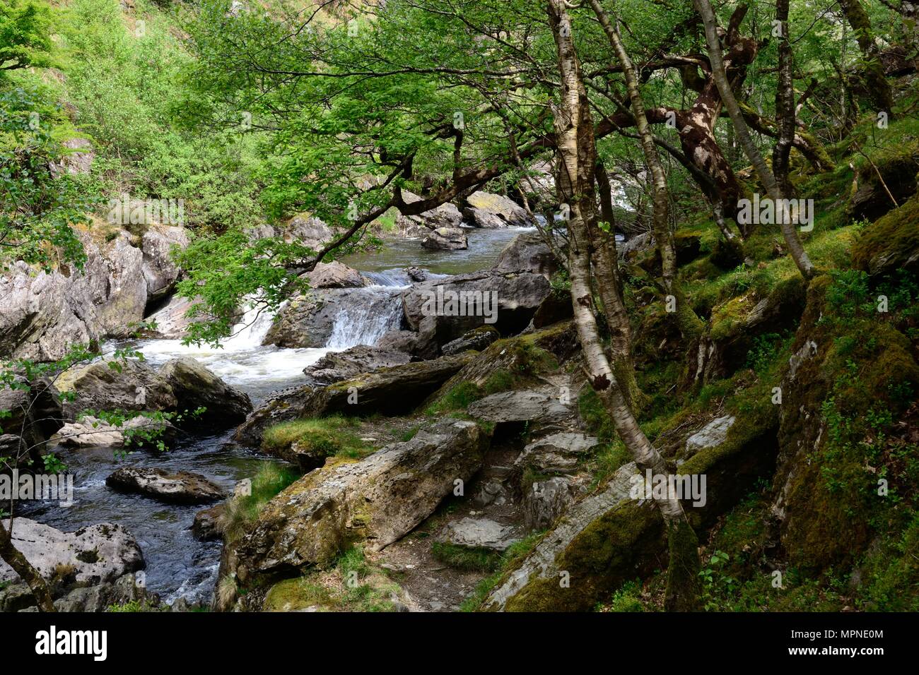 Rocky footpath along the River Tywi through Atlantic Oak Woodland ...