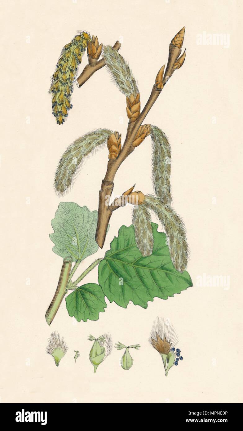 'Populus canescens. Gray Poplar', 19th Century. Artist: Unknown Stock ...