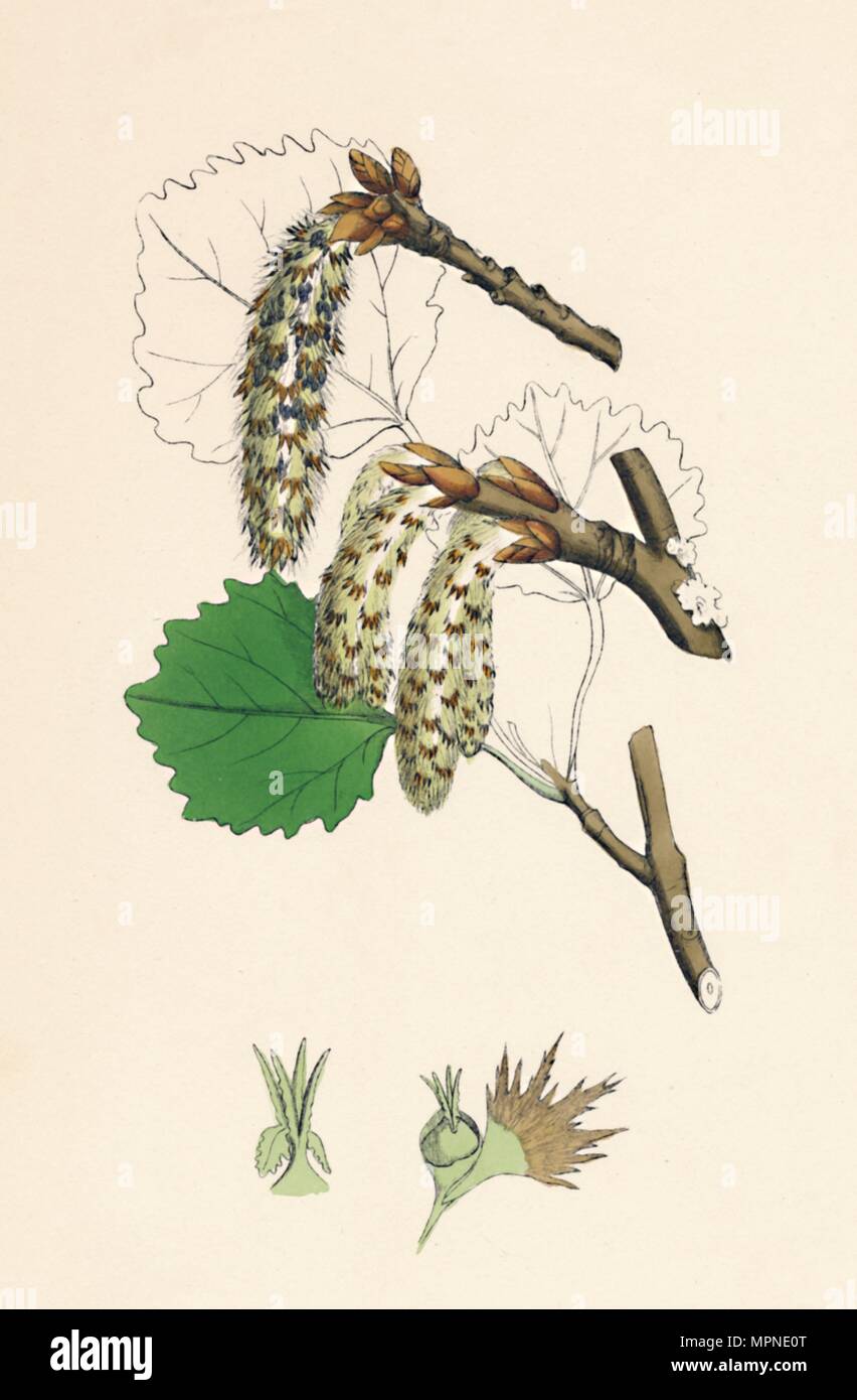 Aspen botanical illustration hi-res stock photography and images - Alamy
