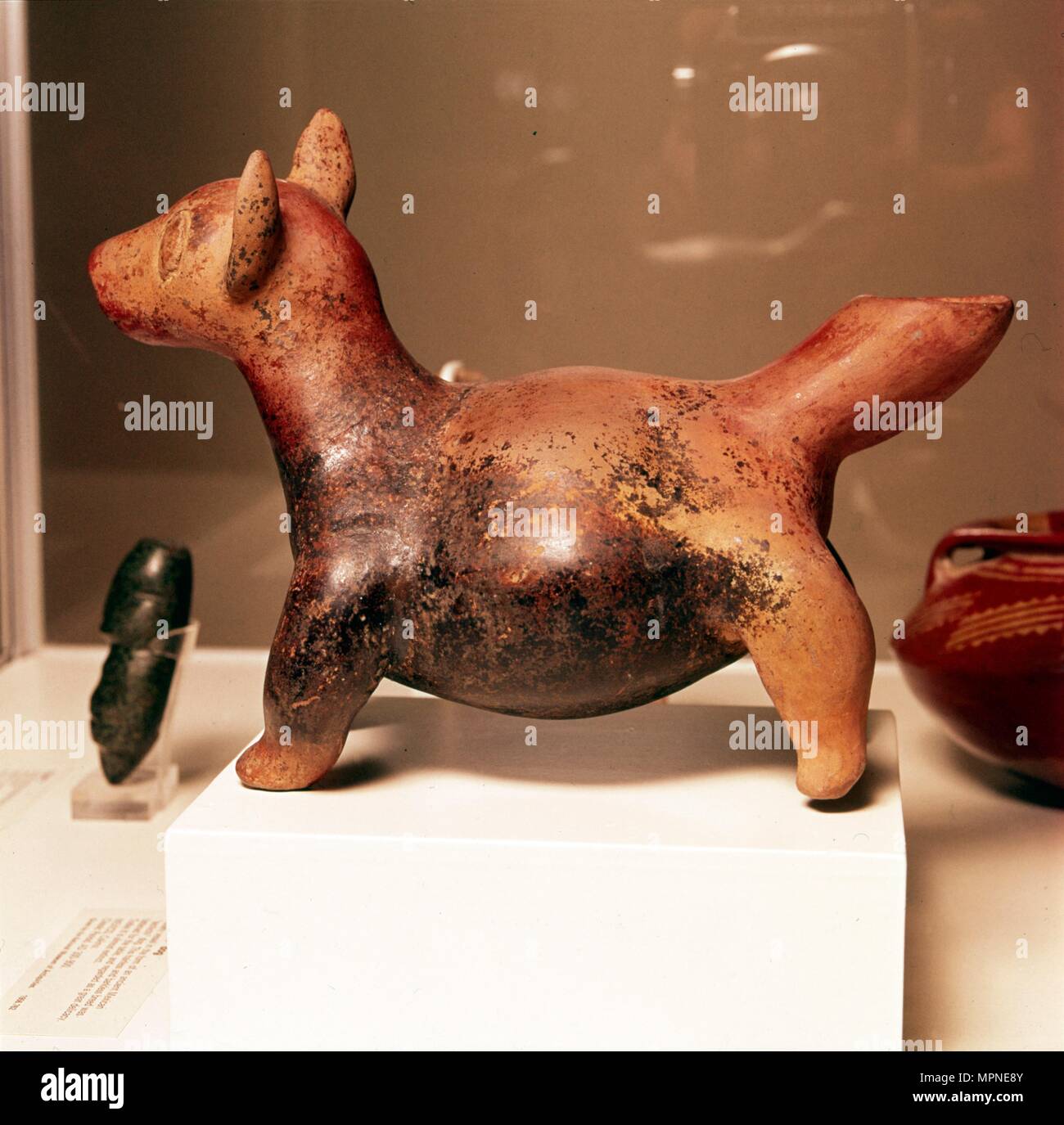 Pottery vessel of Ancient breed of Mexican dog, Colima Culture, Mexico ...