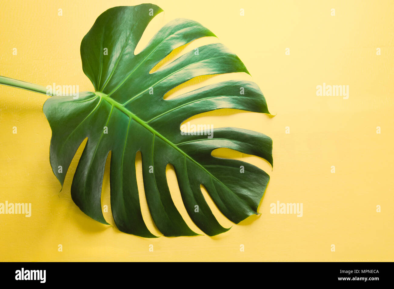 Single leaf of Monstera on yellow background. Close up, isolated with ...