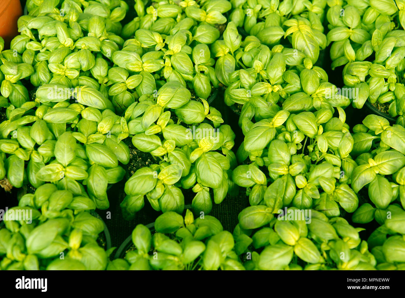 Basil. Ocimum basilicum Stock Photo - Alamy