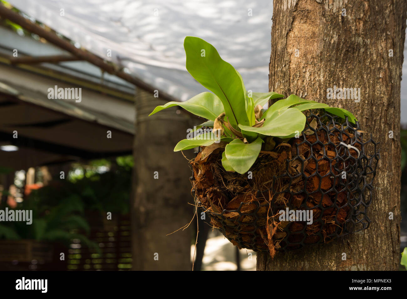 basket of small tree on the garden home Stock Photo - Alamy
