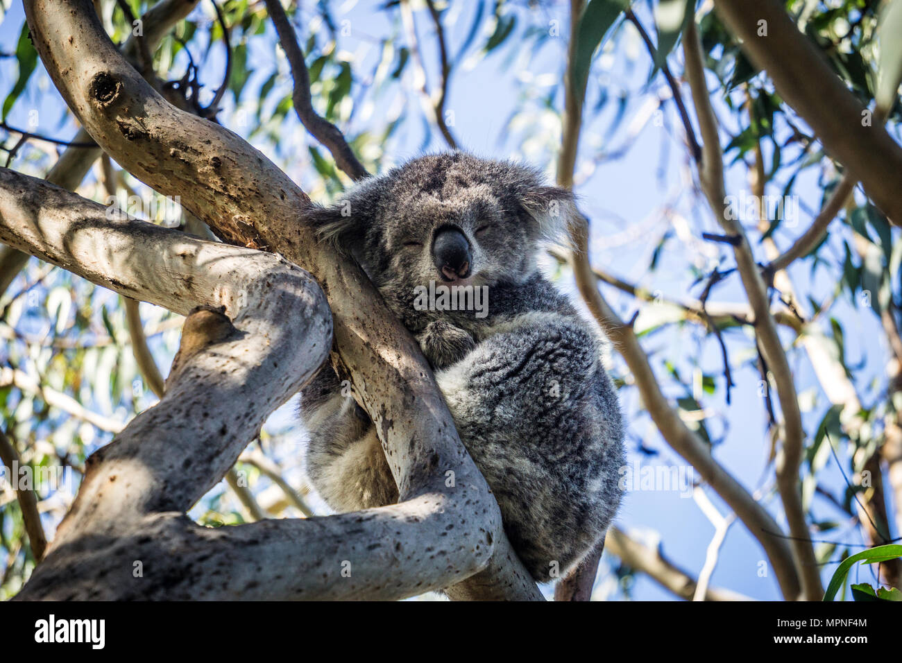 A koala is sleeping on the gum tree Stock Photo - Alamy