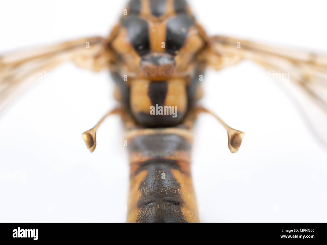 Halteres hi-res stock photography and images - Alamy