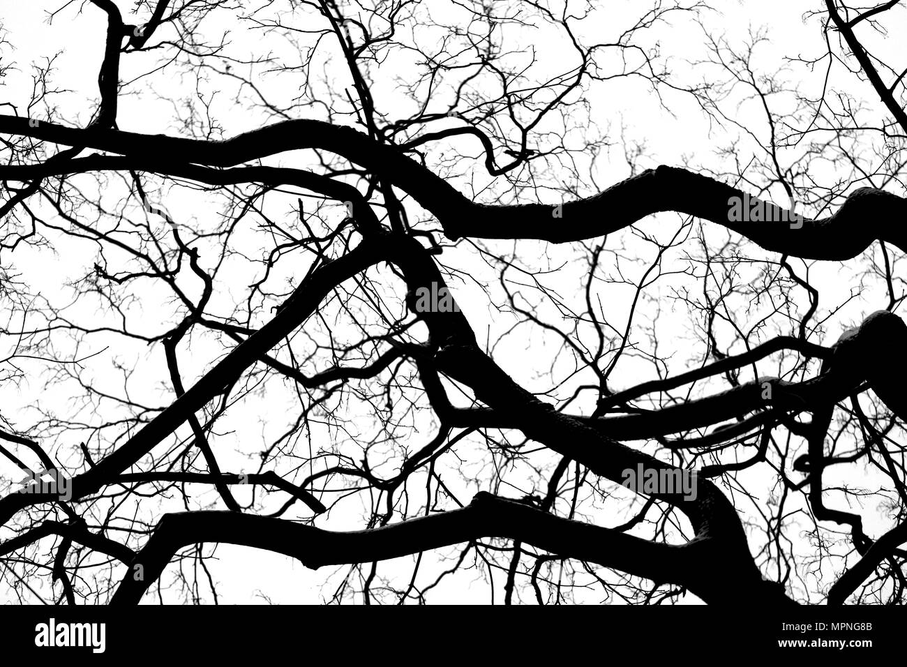 Macro photo of black beautiful branches of a tree Stock Photo - Alamy
