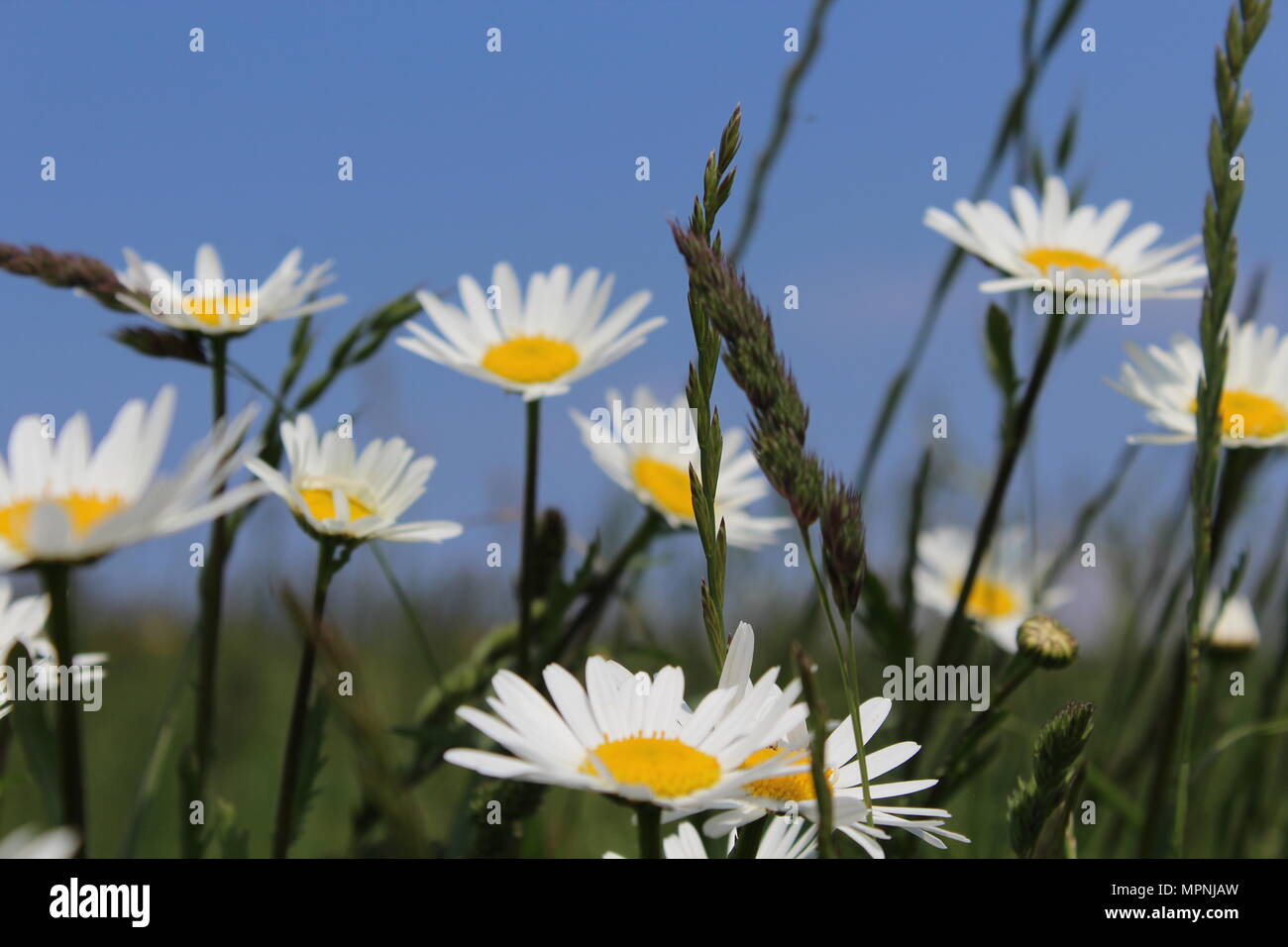 British Wild flowers Stock Photo - Alamy