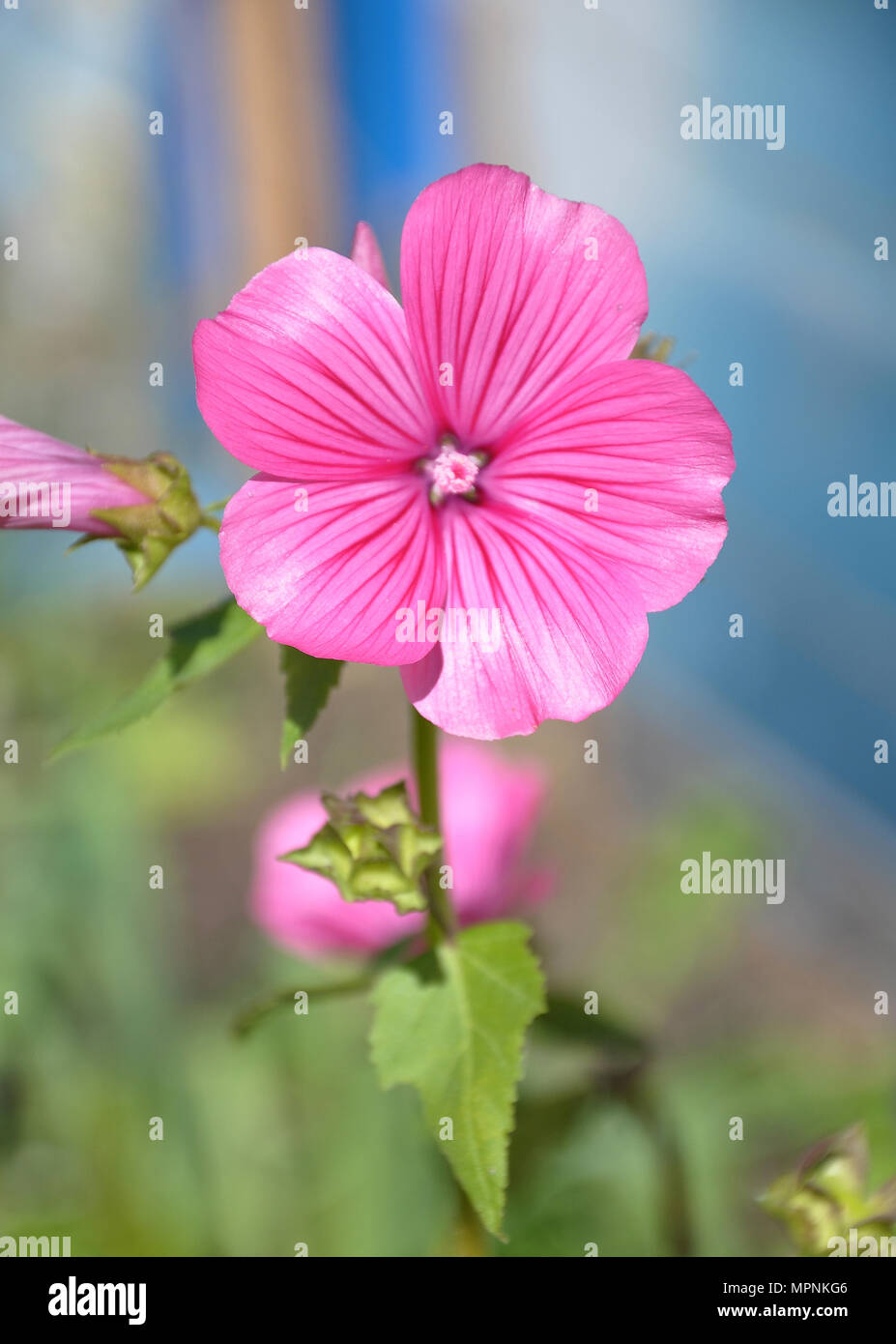 Royal mallow hi-res stock photography and images - Alamy