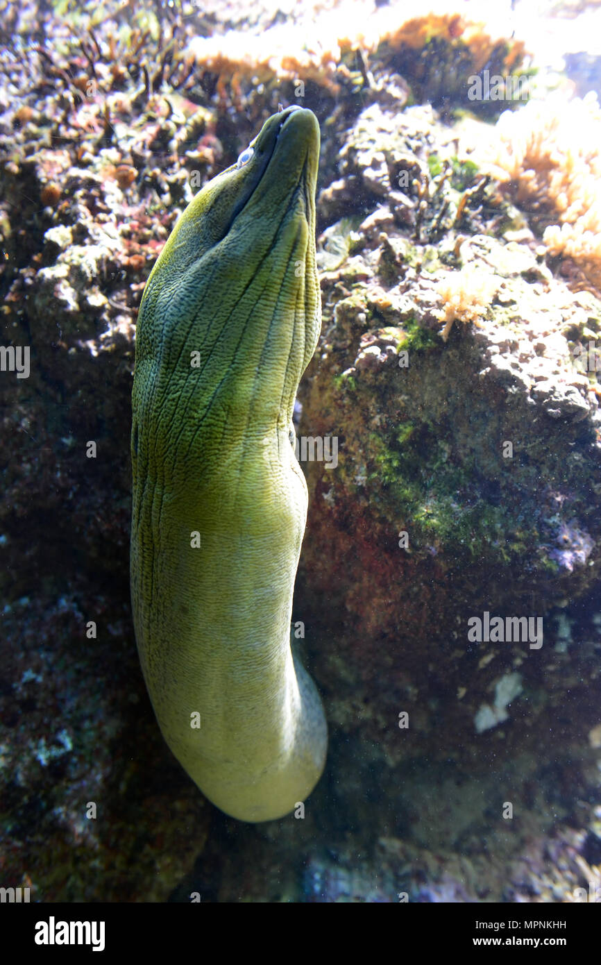 Coral reef ledge hi-res stock photography and images - Alamy