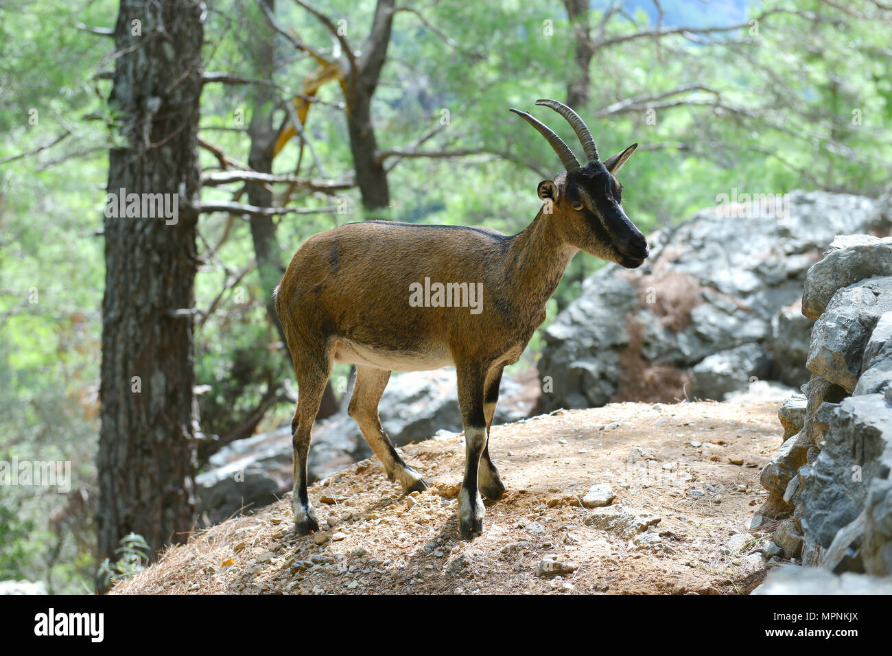 Goat in the forest hi-res stock photography and images - Alamy