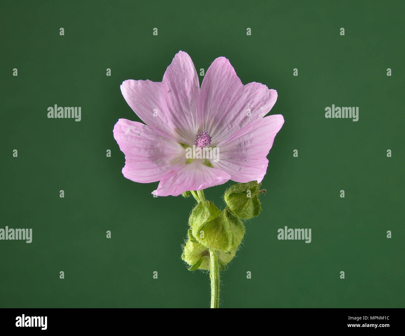 Musk mallow on green background Stock Photo - Alamy