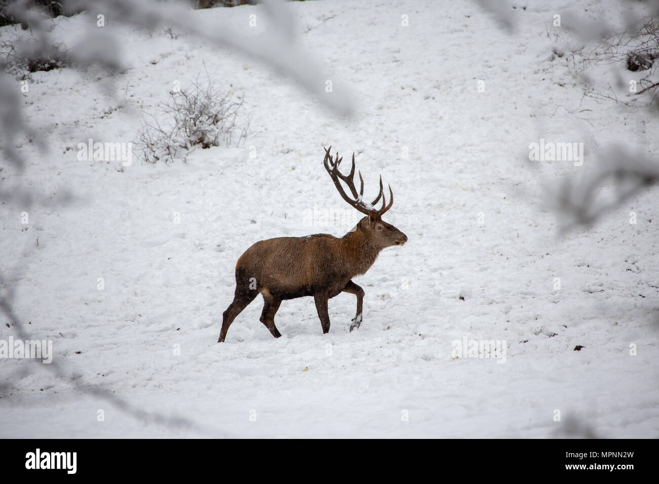 Deers in winter. Hirsche im Winter Stock Photo - Alamy