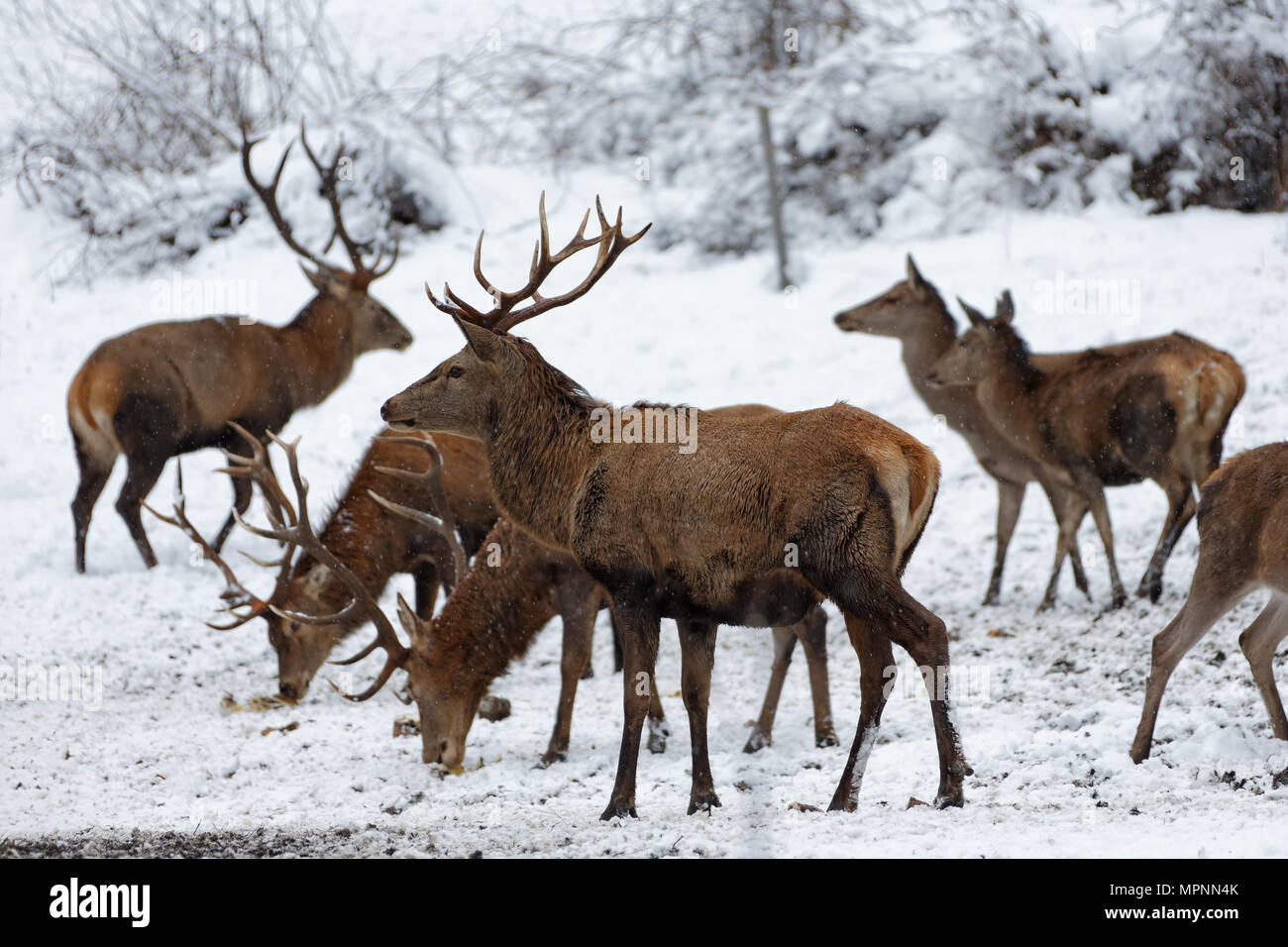 Deers in winter. Hirsche im Winter Stock Photo - Alamy