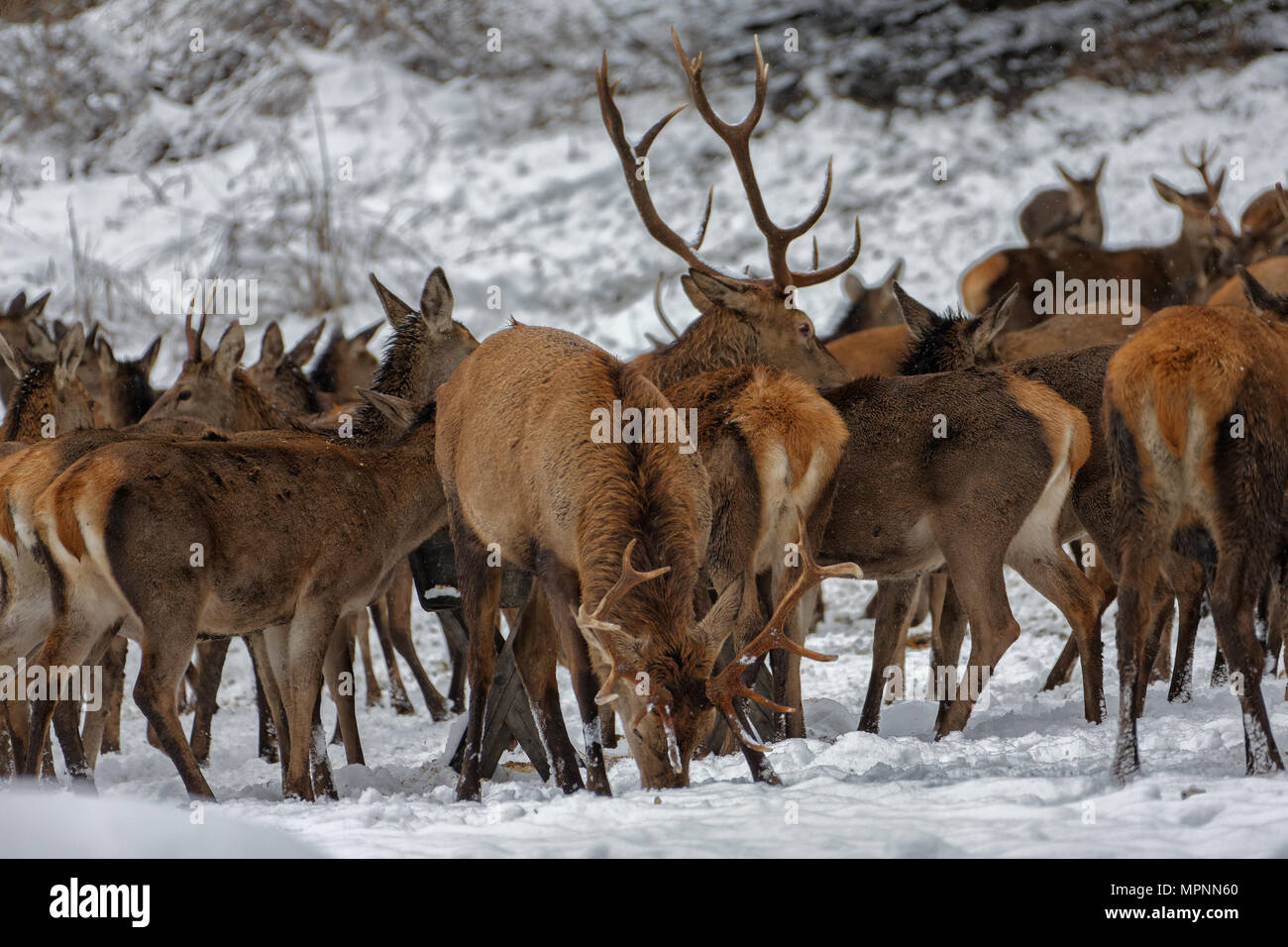 Deers in winter. Hirsche im Winter Stock Photo - Alamy