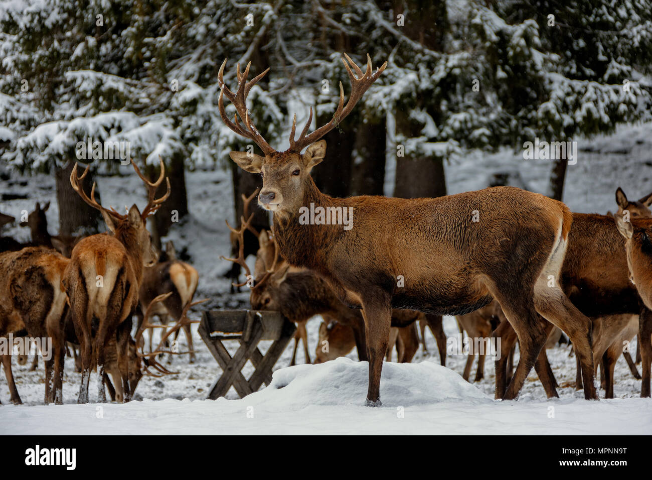 Deers in winter. Hirsche im Winter Stock Photo - Alamy
