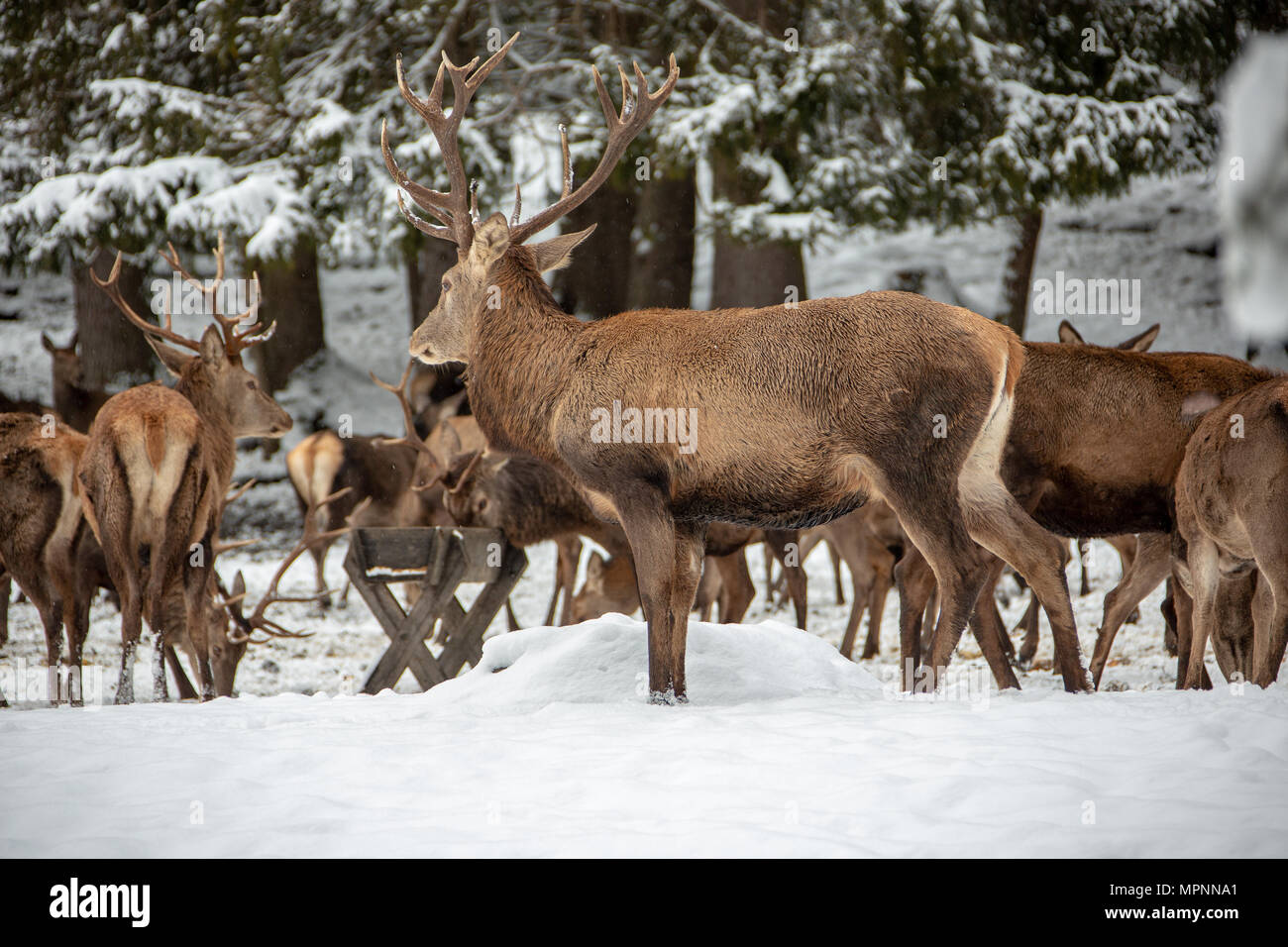 Deers in winter. Hirsche im Winter Stock Photo - Alamy