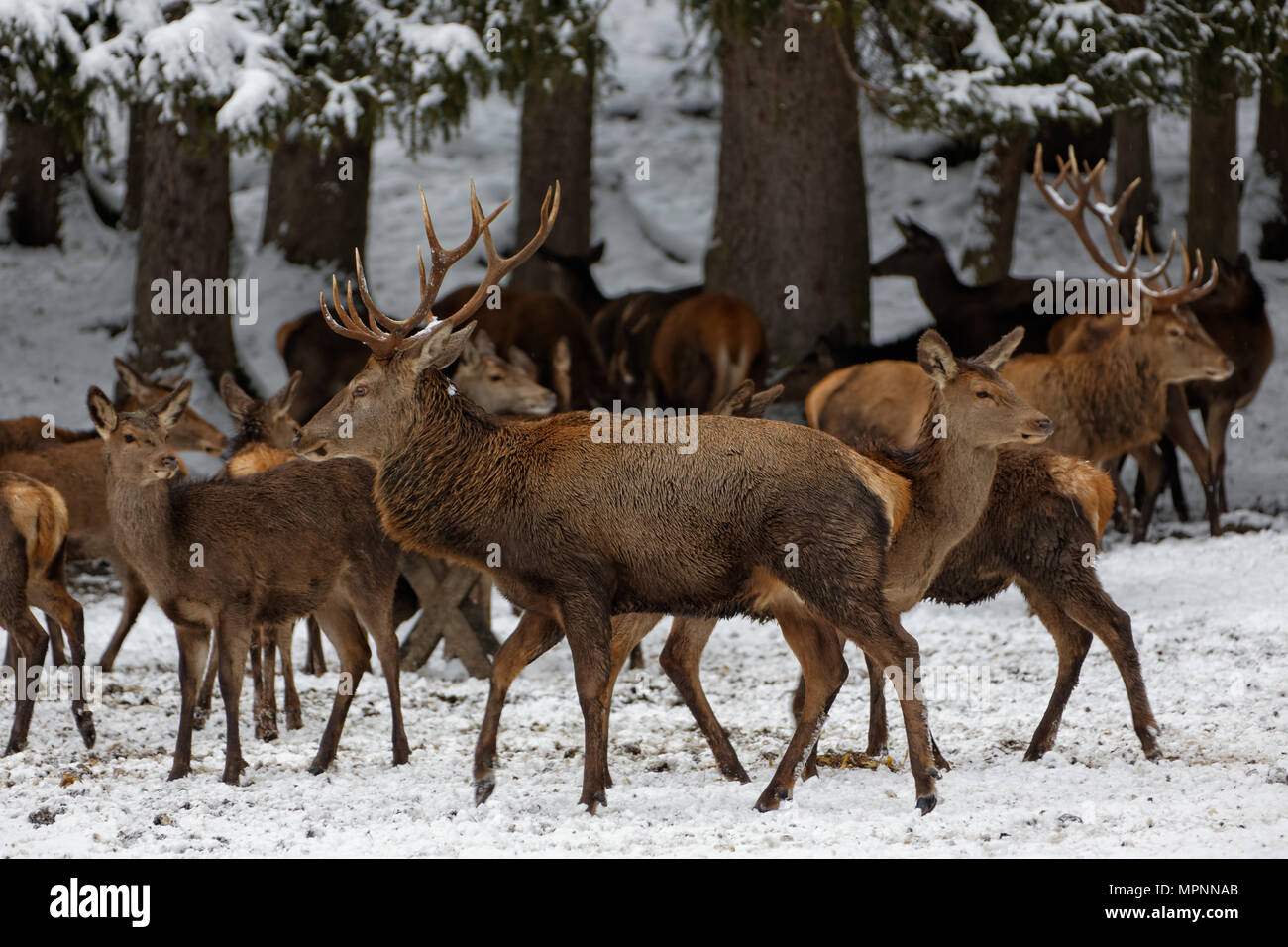 Deers in winter. Hirsche im Winter Stock Photo - Alamy