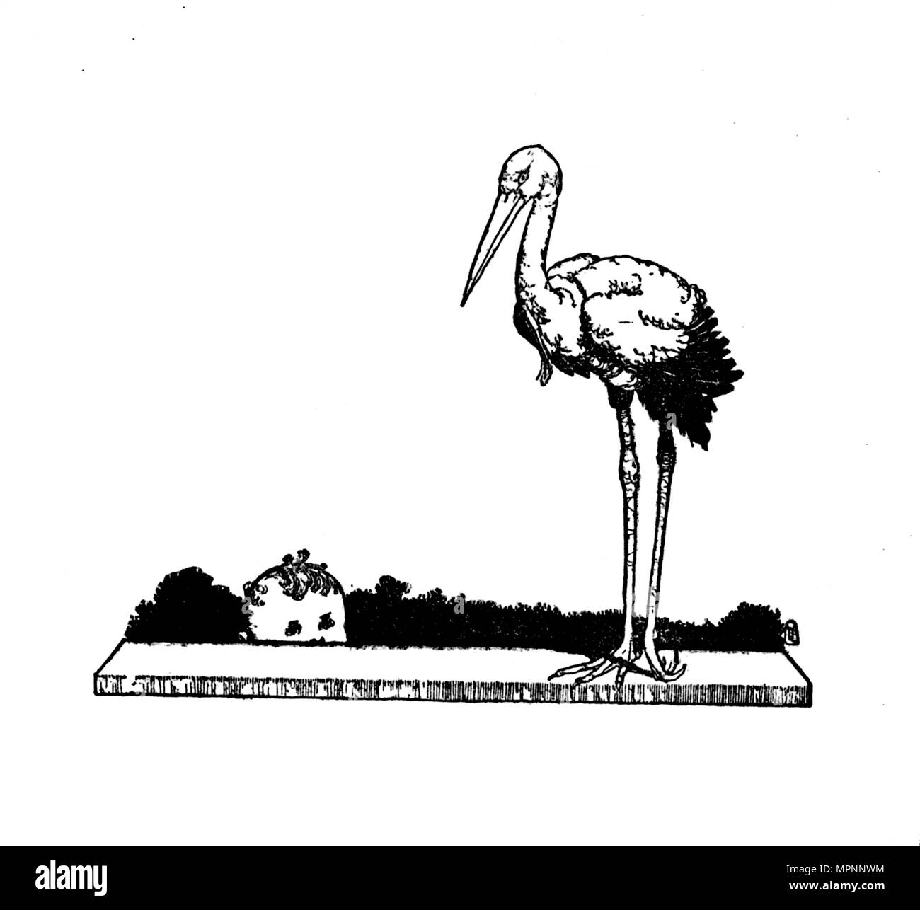 White stork side view Black and White Stock Photos & Images - Alamy