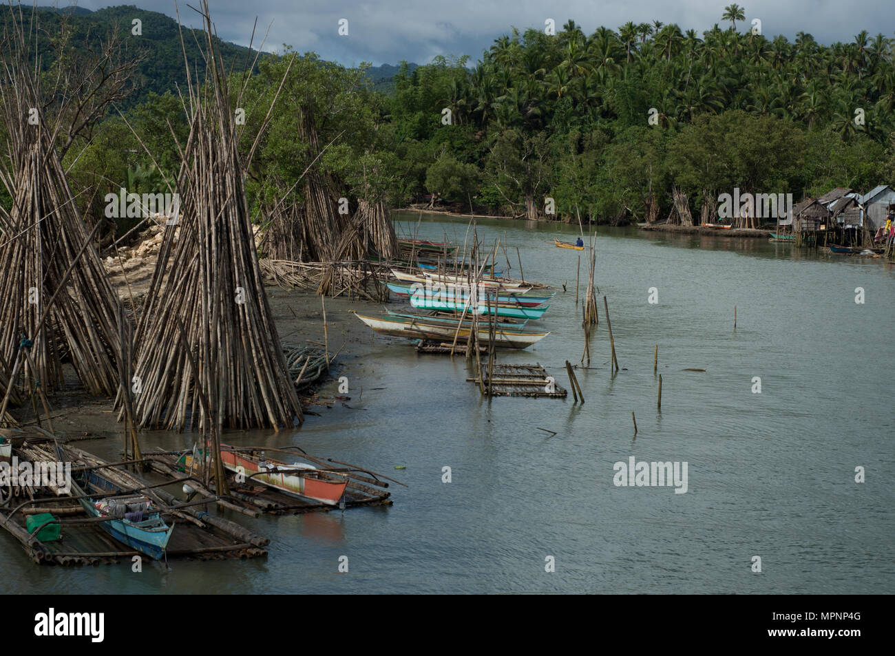 Tall bamboo poles drying, Jiabong, Samar Stock Photo - Alamy