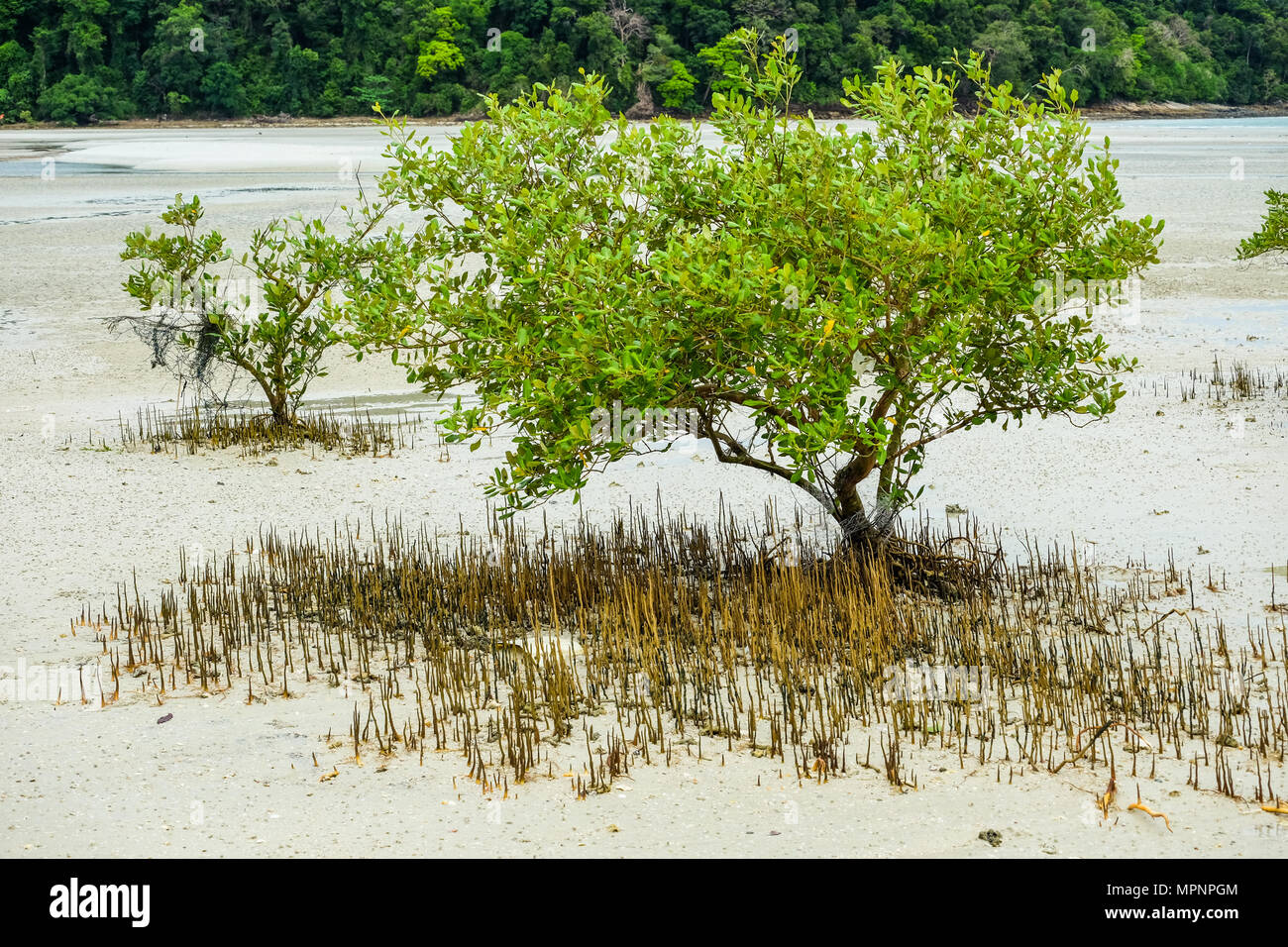Myeik archipelago myanmar hi-res stock photography and images - Alamy