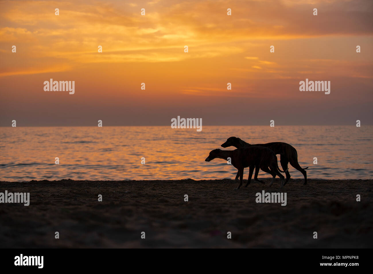 Two whippets hi-res stock photography and images - Alamy