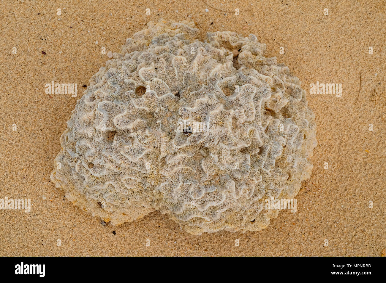 Dead coral on the beach hi-res stock photography and images - Alamy