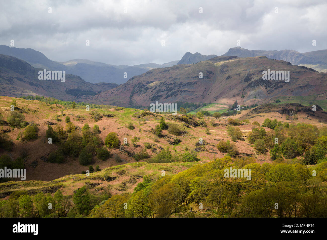 Oxen fell hi-res stock photography and images - Alamy