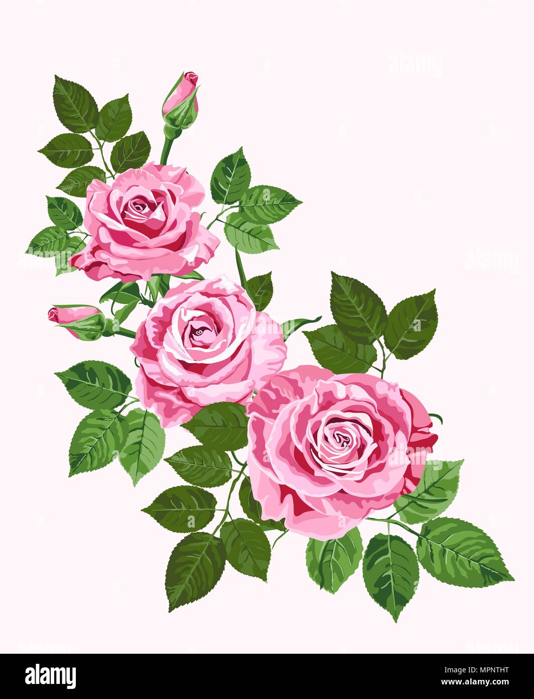 Bright pink vector roses bouquet on the white background for floral ...