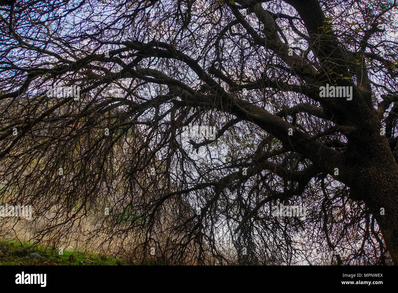 bare branches of a deciduous tree Stock Photo - Alamy