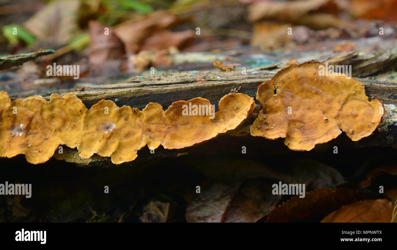 Stereum Hirsutum Stock Photos & Stereum Hirsutum Stock Images - Alamy