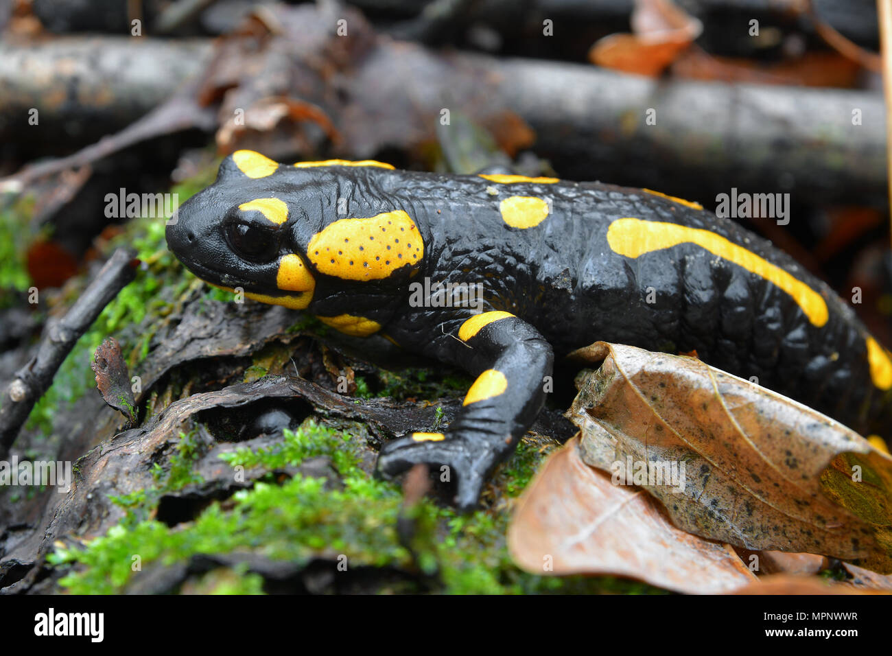 closeup portrait of a fire salamander Stock Photo - Alamy