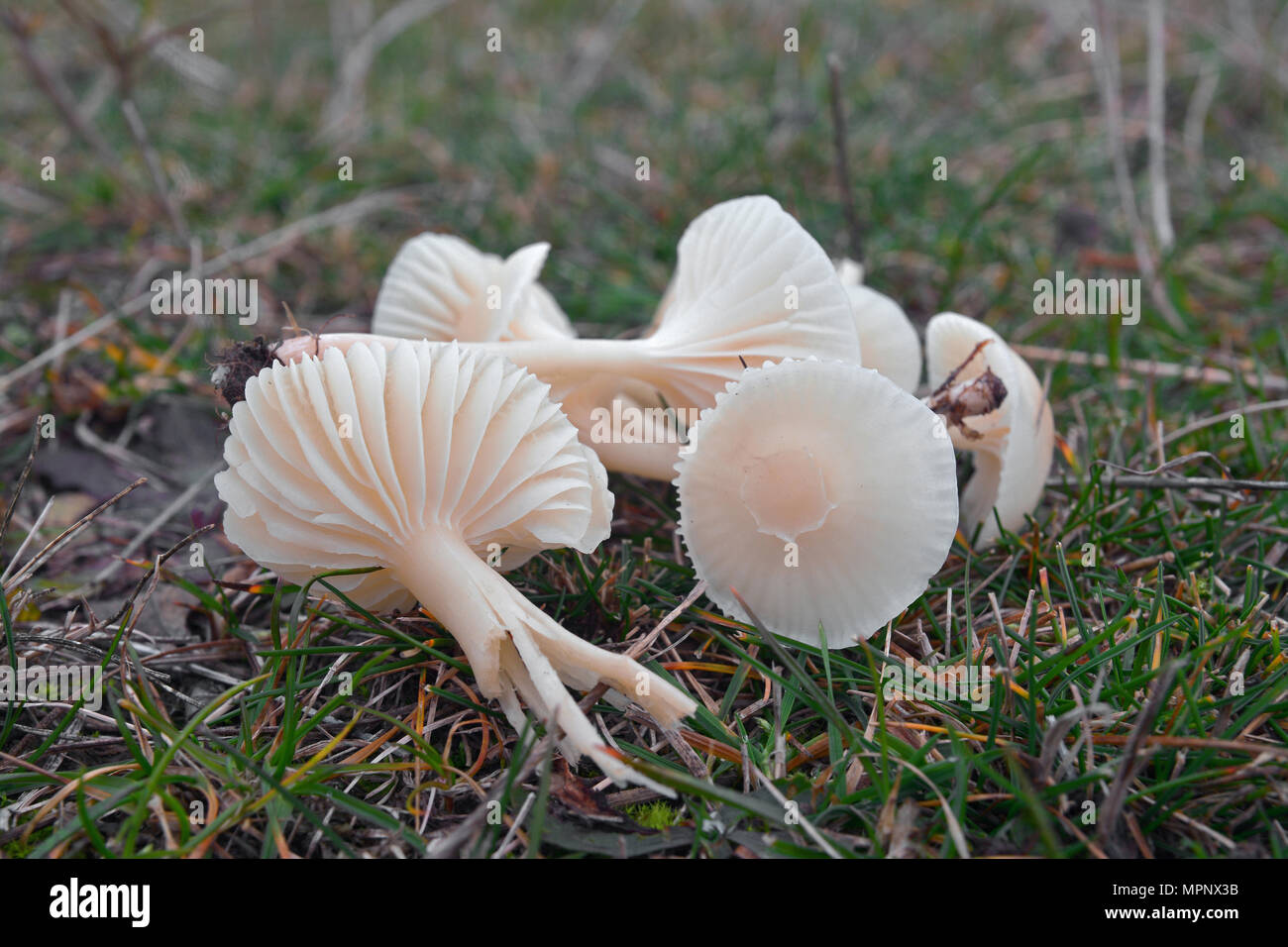 Cuphophyllus virgineus mushrooms, known as the snowy waxcap Stock Photo ...