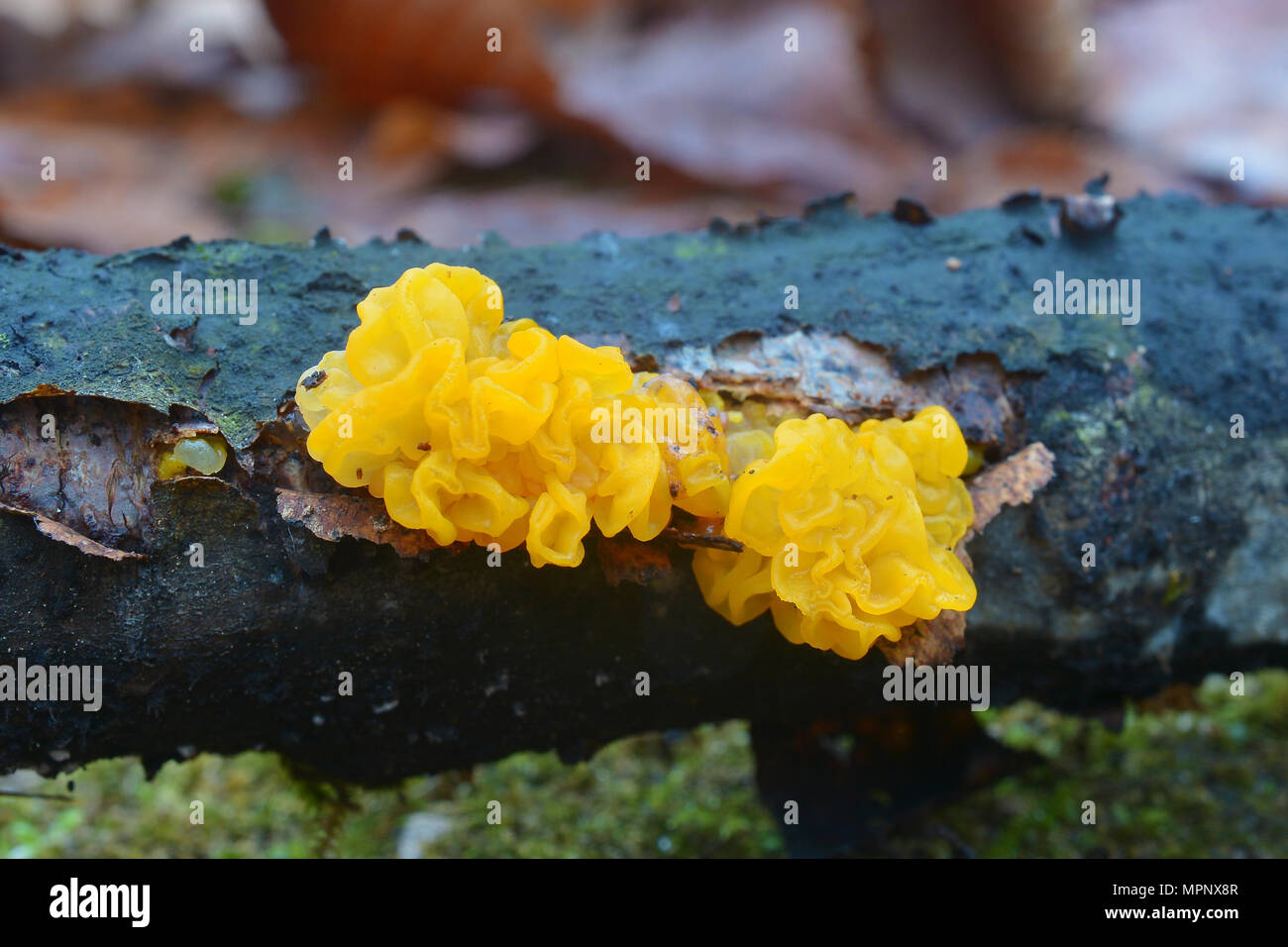 tremella mesenterica, also known as yellow brain, golden jelly fungus ...