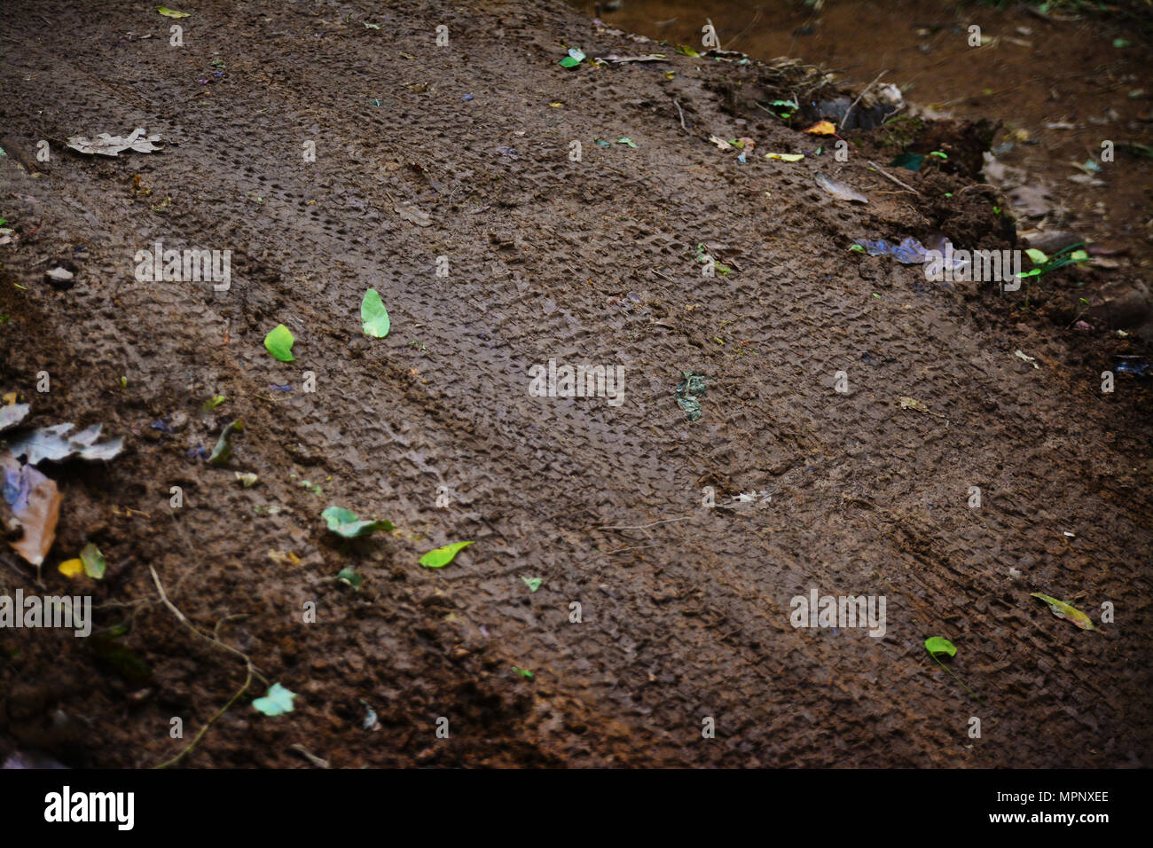 bicycle tire tracks on mud Stock Photo - Alamy
