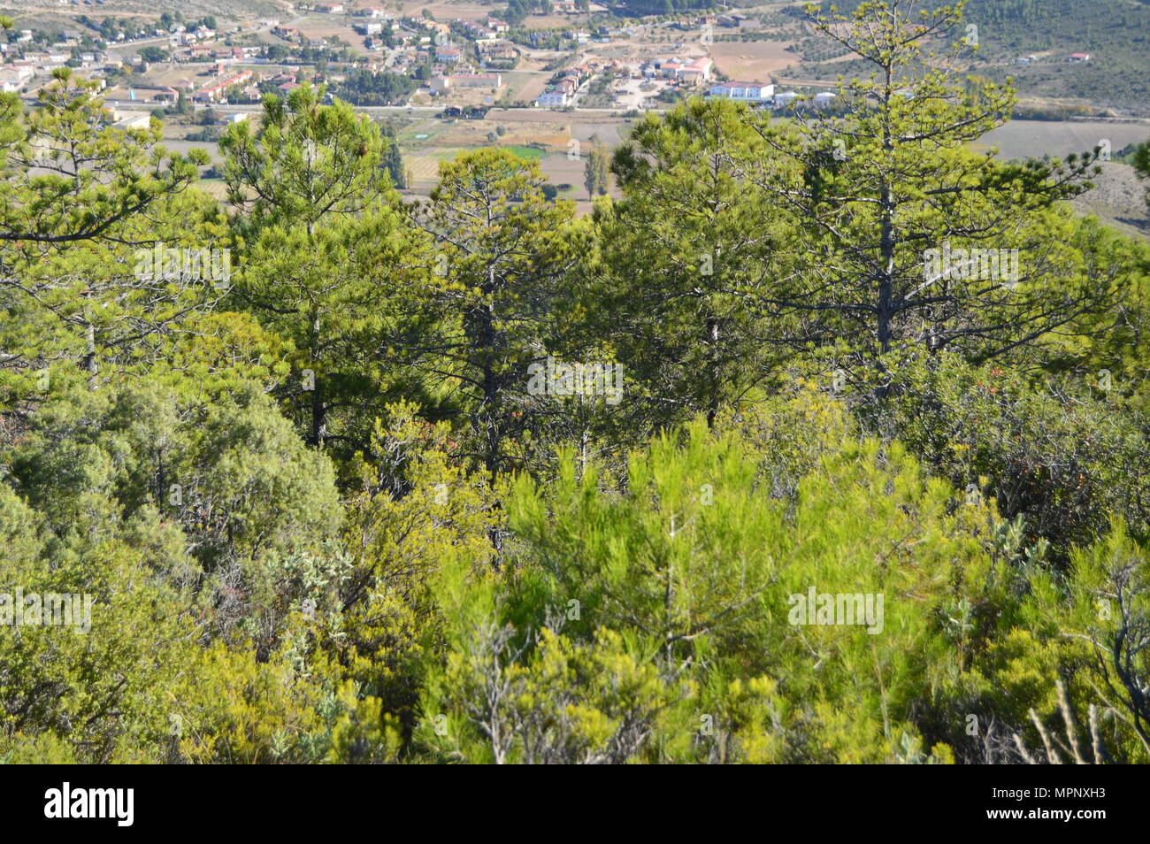 Altomira hi-res stock photography and images - Alamy