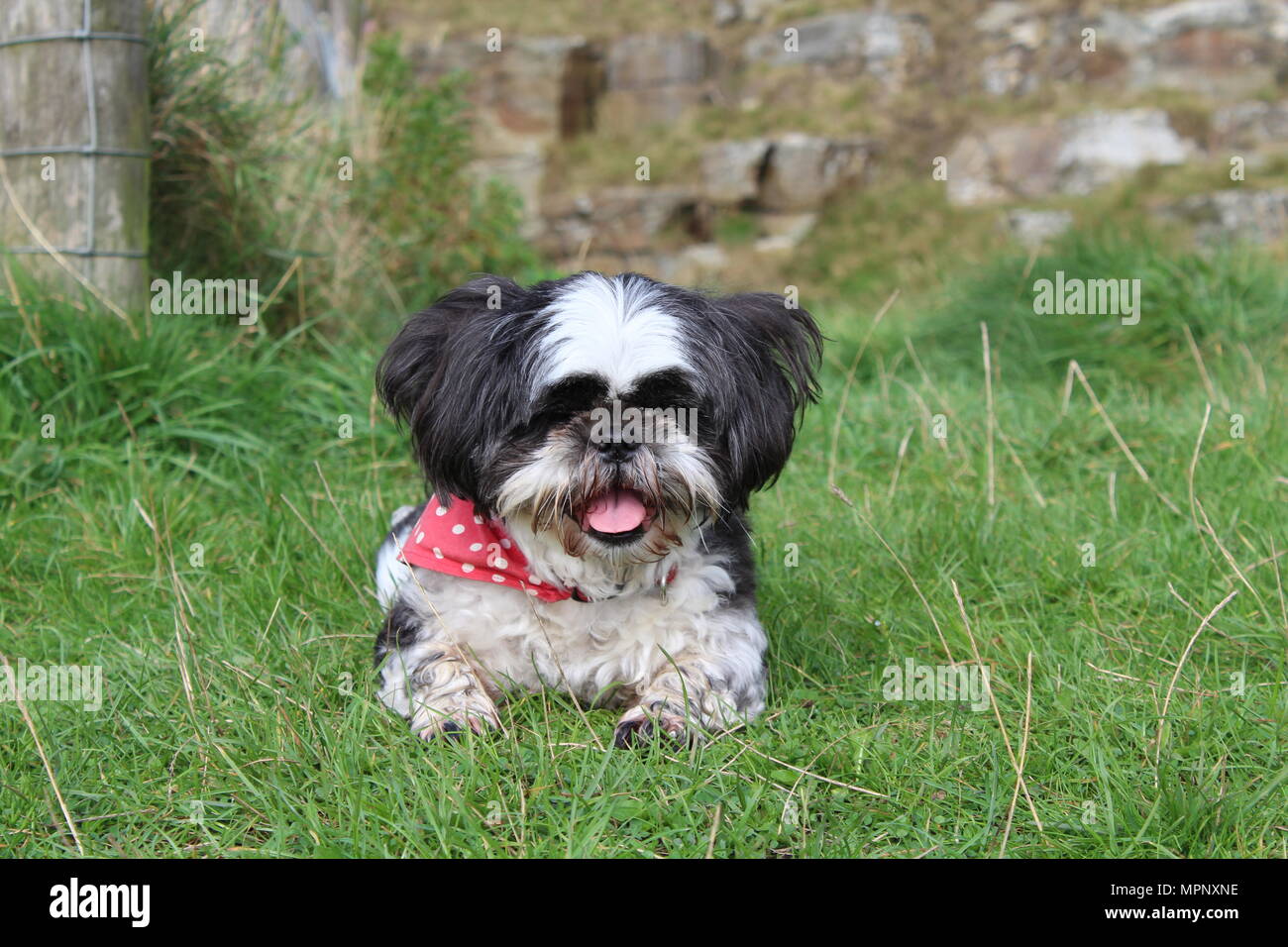 Polka dot dog face hi-res stock photography and images - Alamy