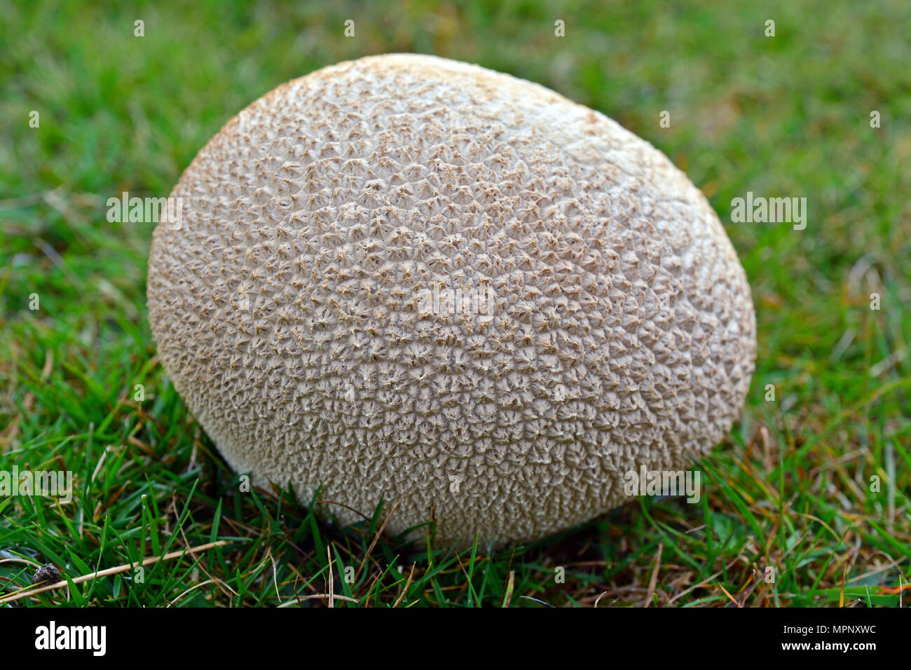 Mosaic puffball hi-res stock photography and images - Alamy
