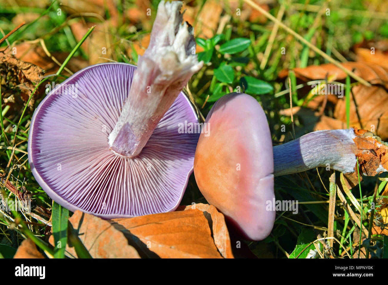 lepista nuda mushrooms in the forest Stock Photo - Alamy