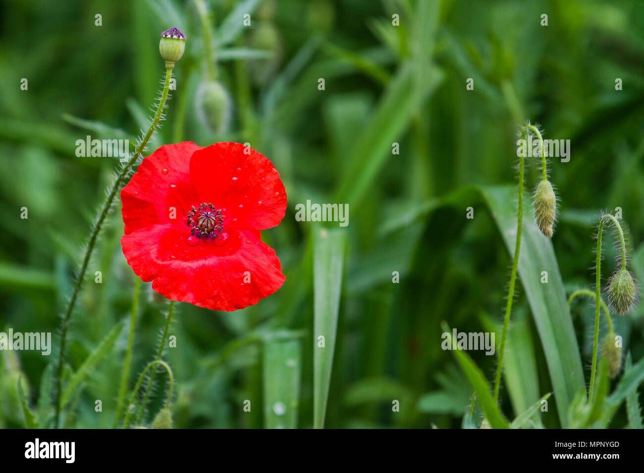 Red poppy in green hi-res stock photography and images - Alamy