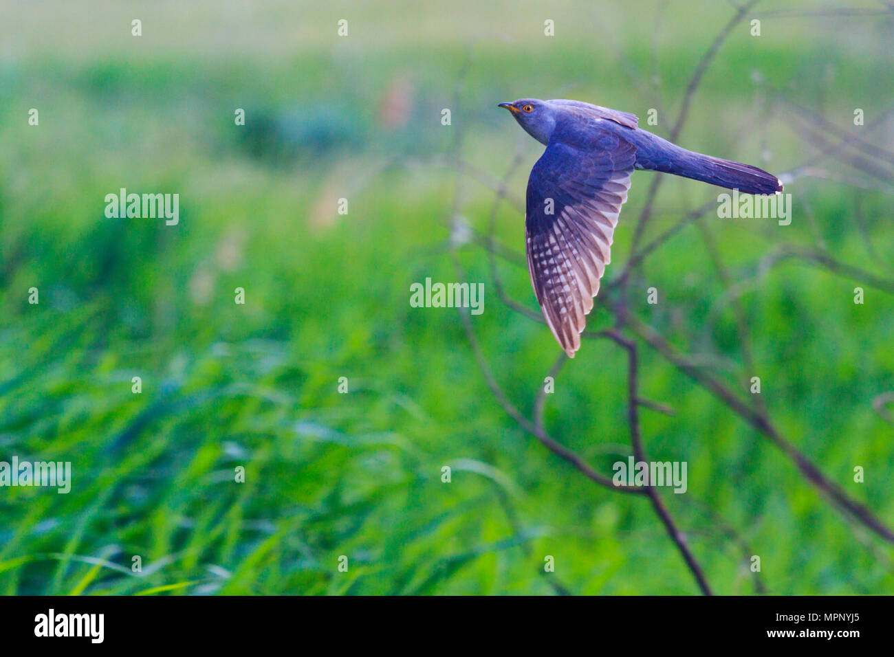 Young cuckoo hi-res stock photography and images - Alamy