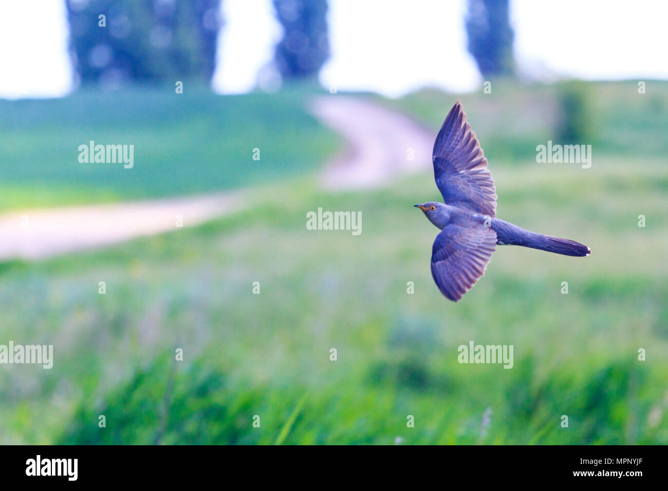 cuckoo is flying over the field trail Stock Photo - Alamy