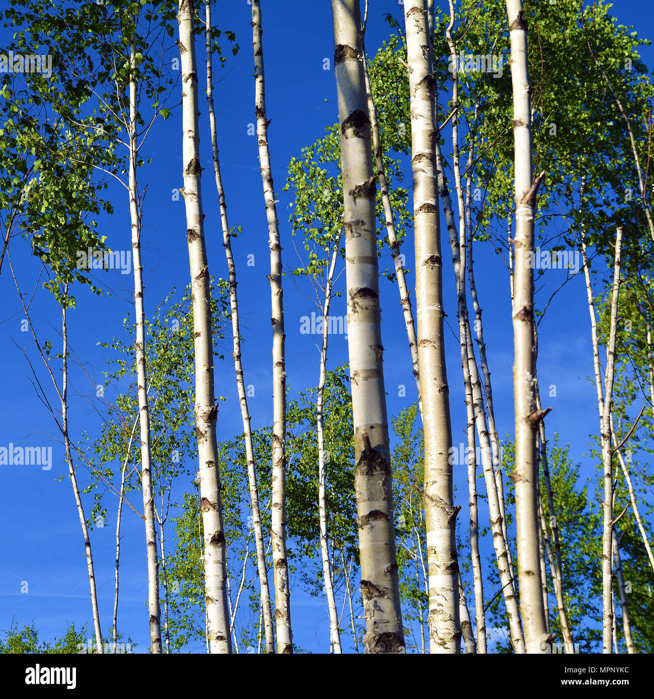 Birch in spring forest hi-res stock photography and images - Alamy