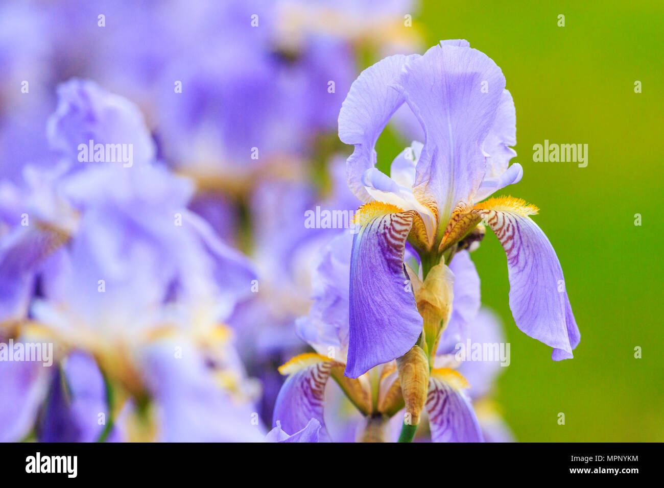 Green leaves iris bud hi-res stock photography and images - Alamy